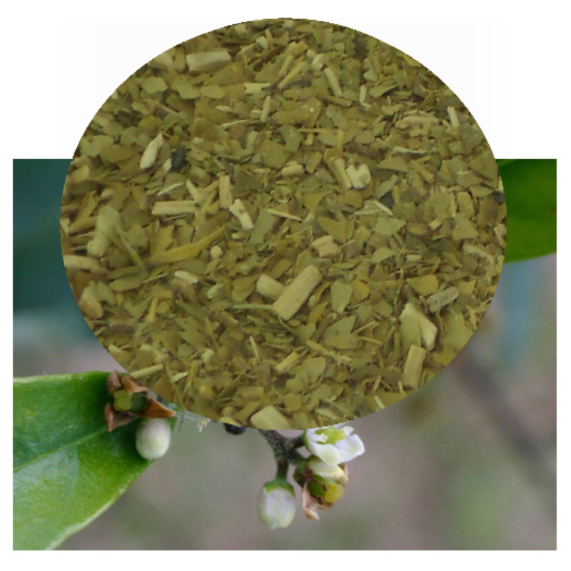 Organic Yerba Mate Tea: Boost Energy and Focus | Koda Botanicals