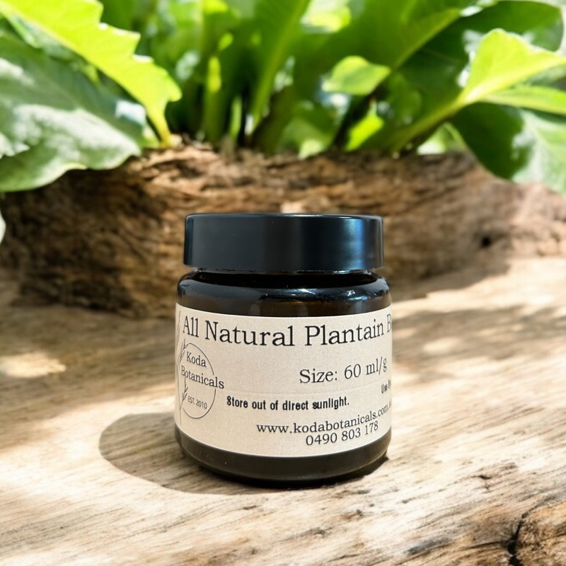 Plantain Balm: Natural Healing for Your Skin Issues | Koda Botanicals